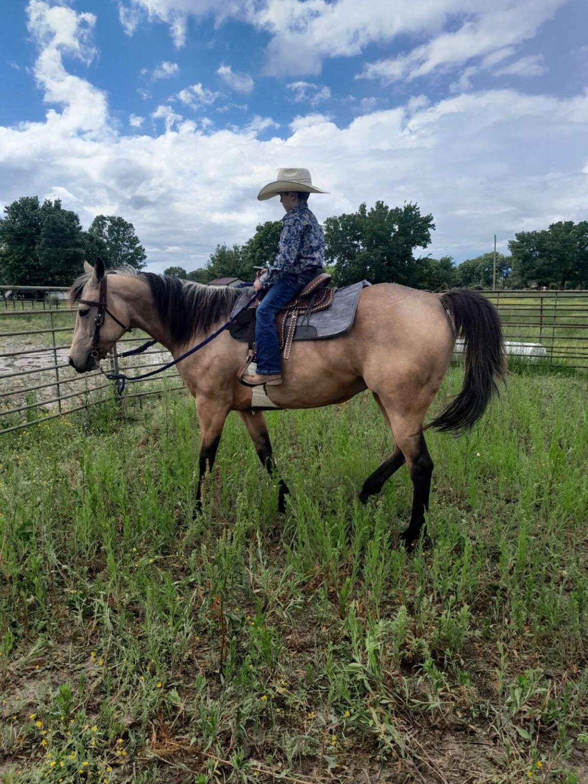 Make A Wish For A Wish For A Horse - equineonlineauction.com