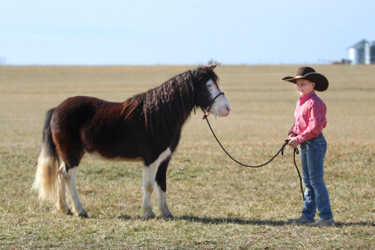 What's an Online Horse Auctions? - equineonlineauction.com