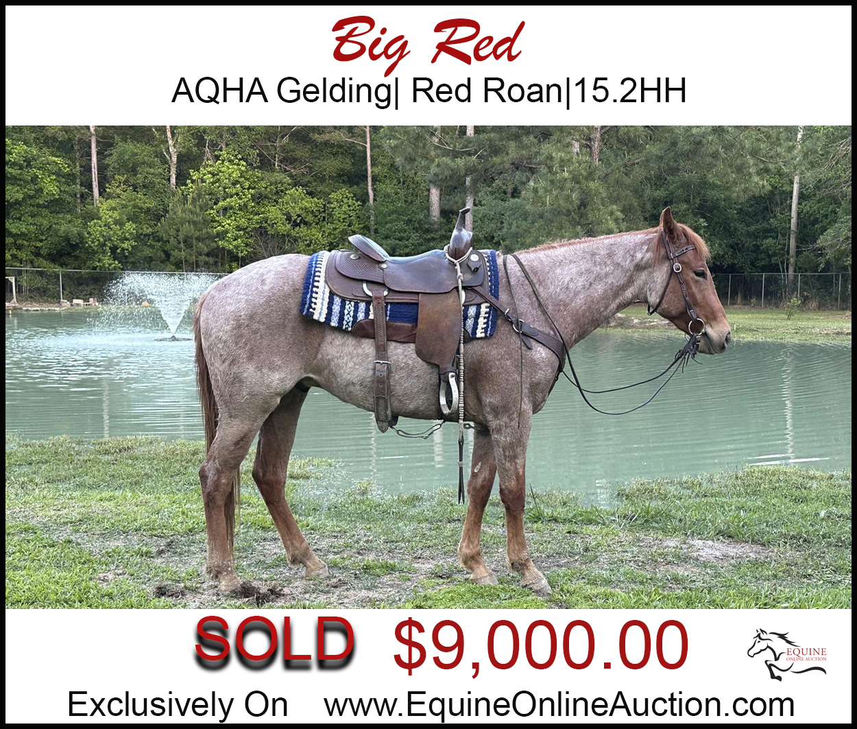 Equine Online Auction - Big Red - AQHA