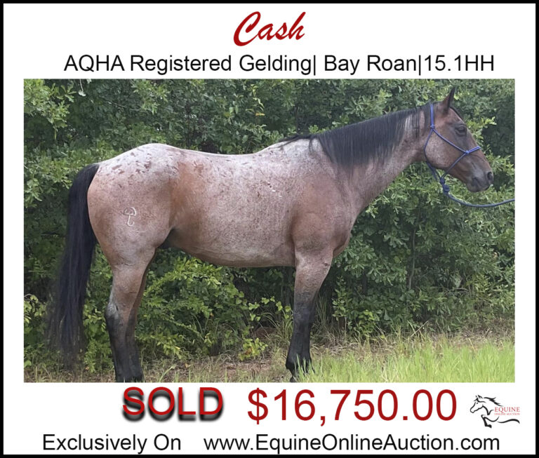 Horse Auction USA | Equine Online Auction