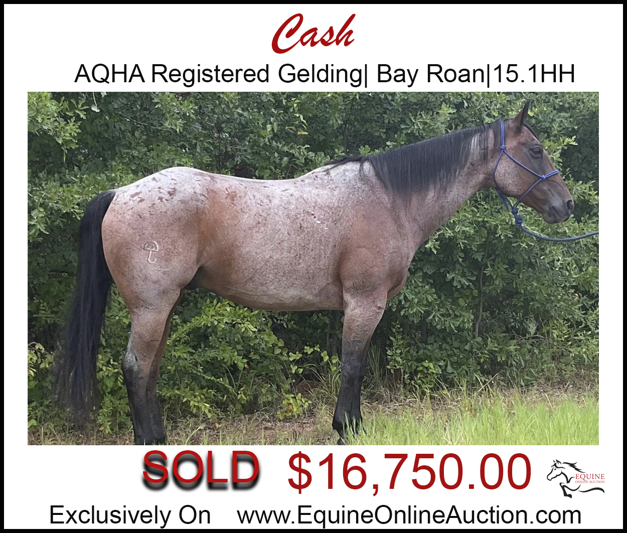 Horse Auction USA | Equine Online Auction