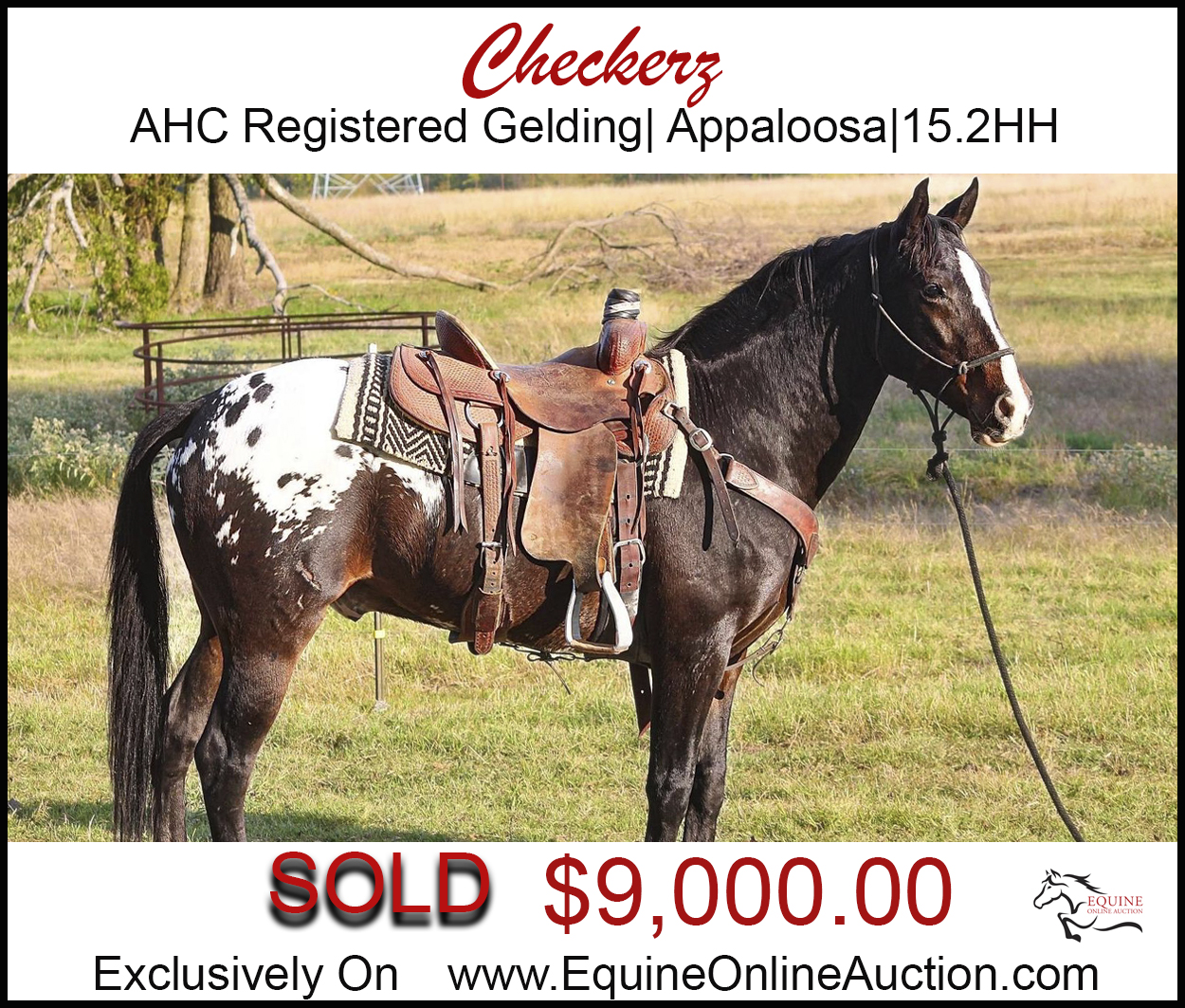 Equine Online Auction - Checkerz - AHC