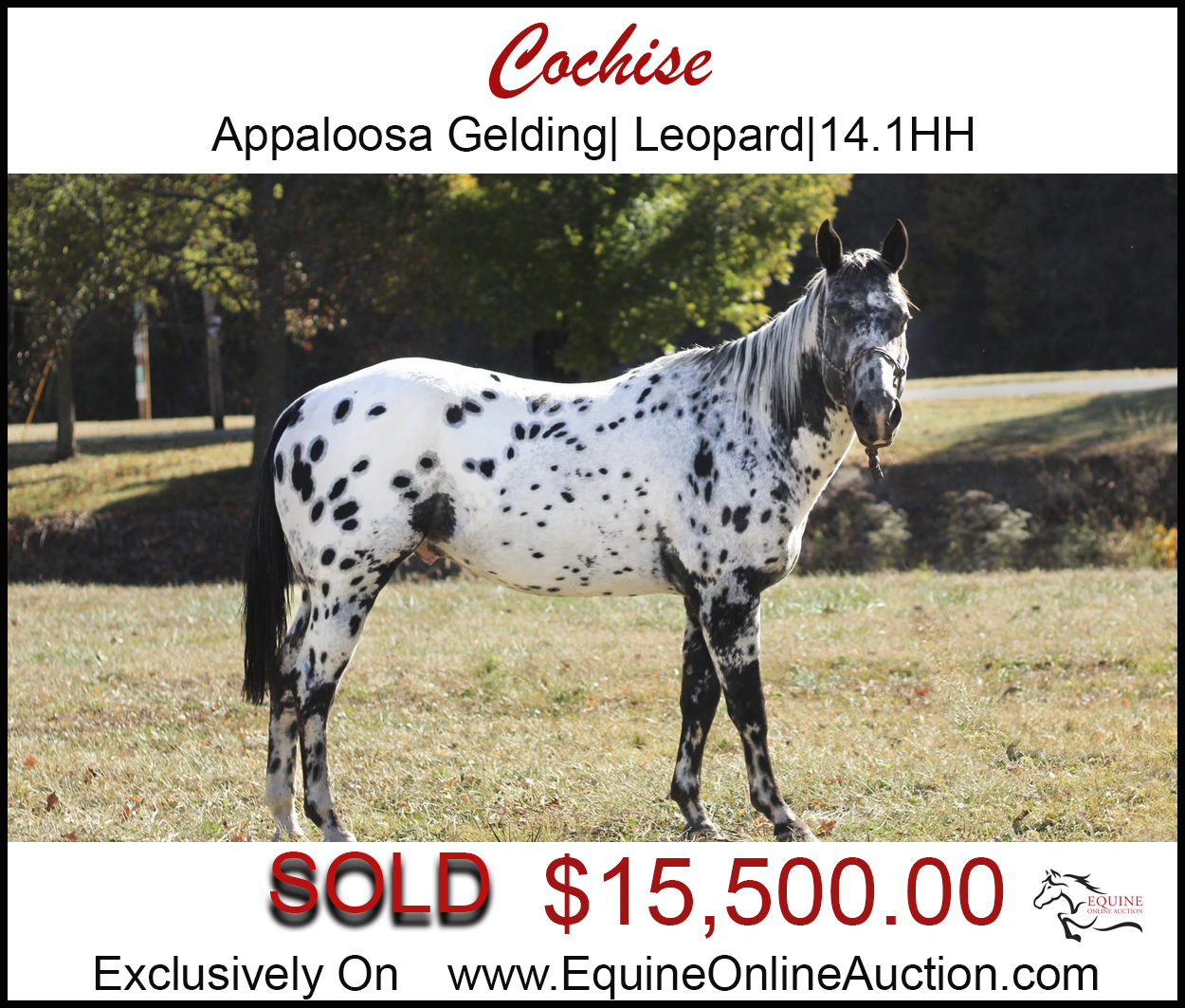 Horse Auction USA | Equine Online Auction