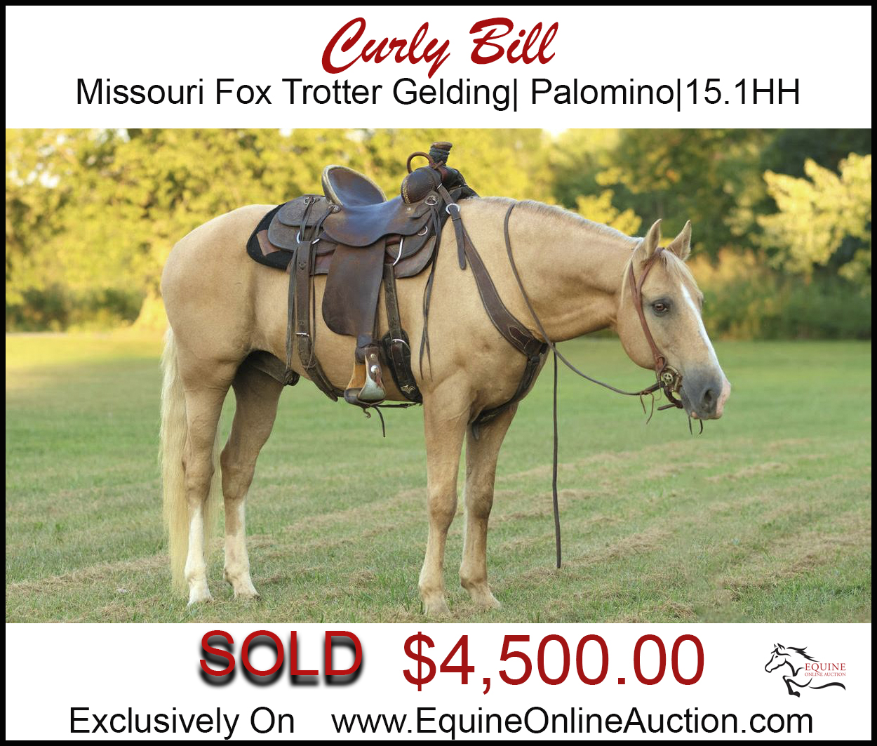 Equine Online Auction - Curly Bill - Missouri Fox Trotter