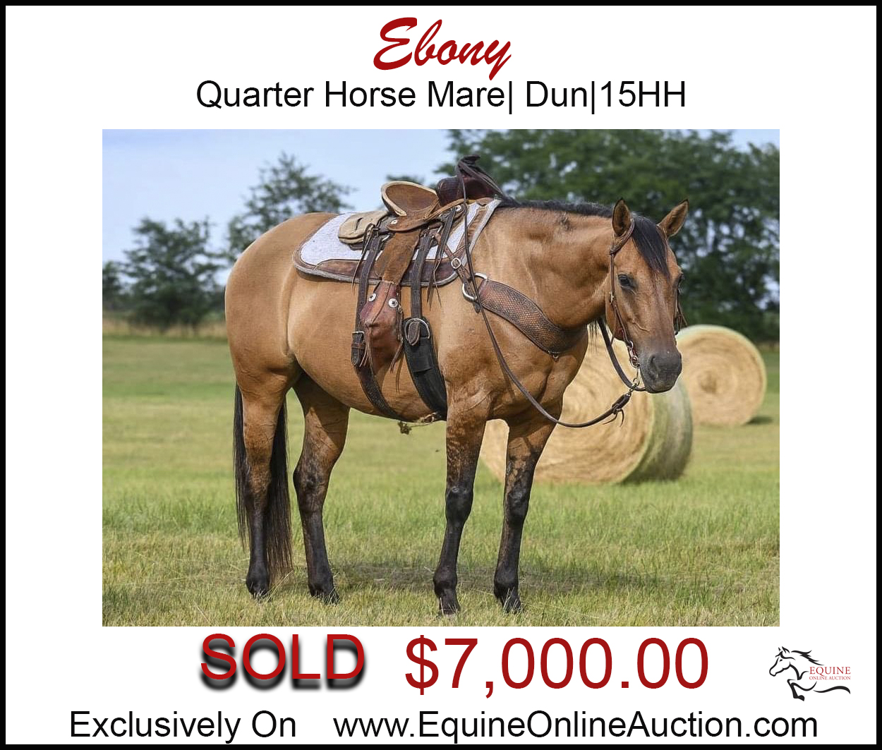 Equine Online Auction - Ebony - Quarter horse
