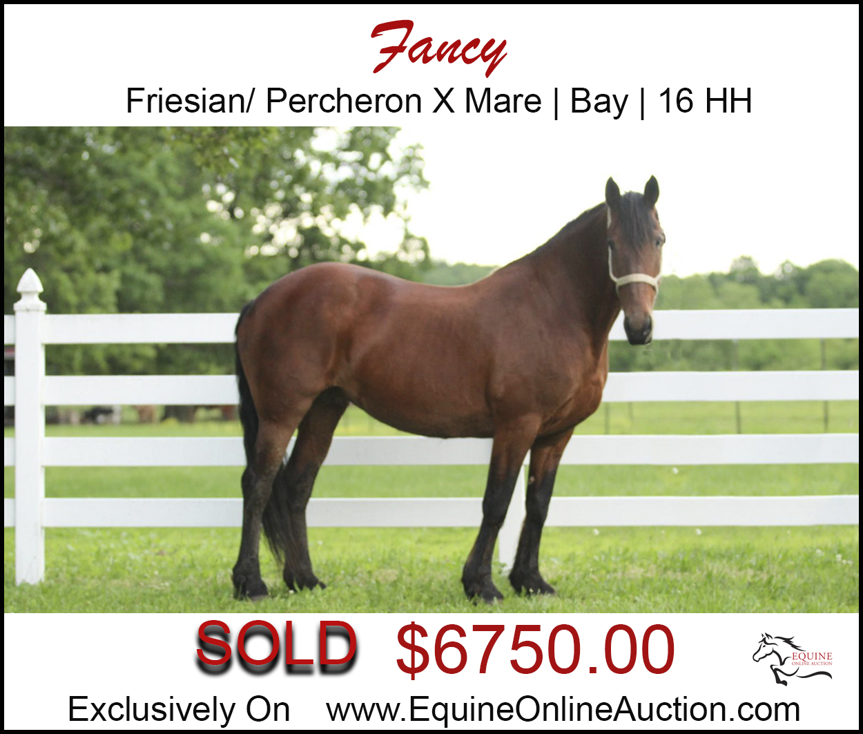 Equine Online Auction - Fancy - Friesian/ percheron X