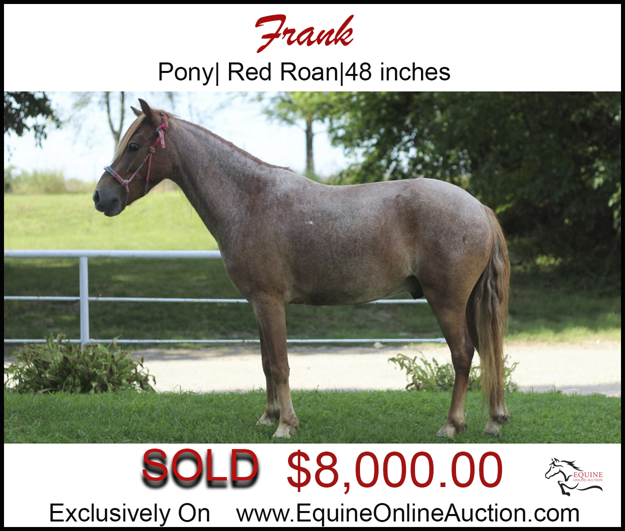 Equine Online Auction - Frank - Pony