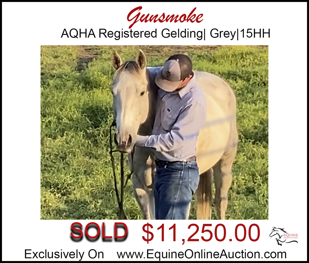 Equine Online Auction - Gunsmoke - AQHA