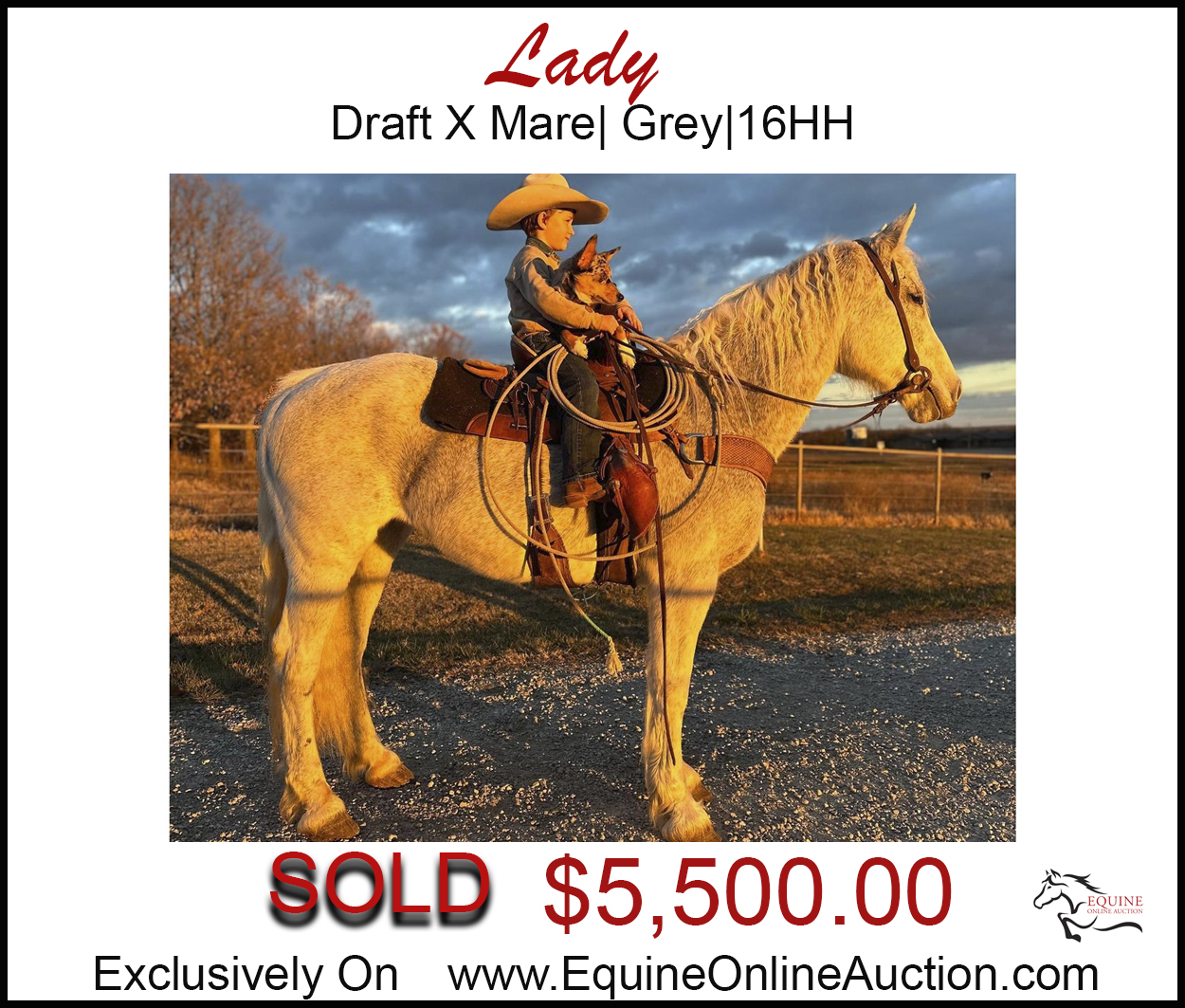 Equine Online Auction - Lady - Percheron/Thoroughbred Draft X