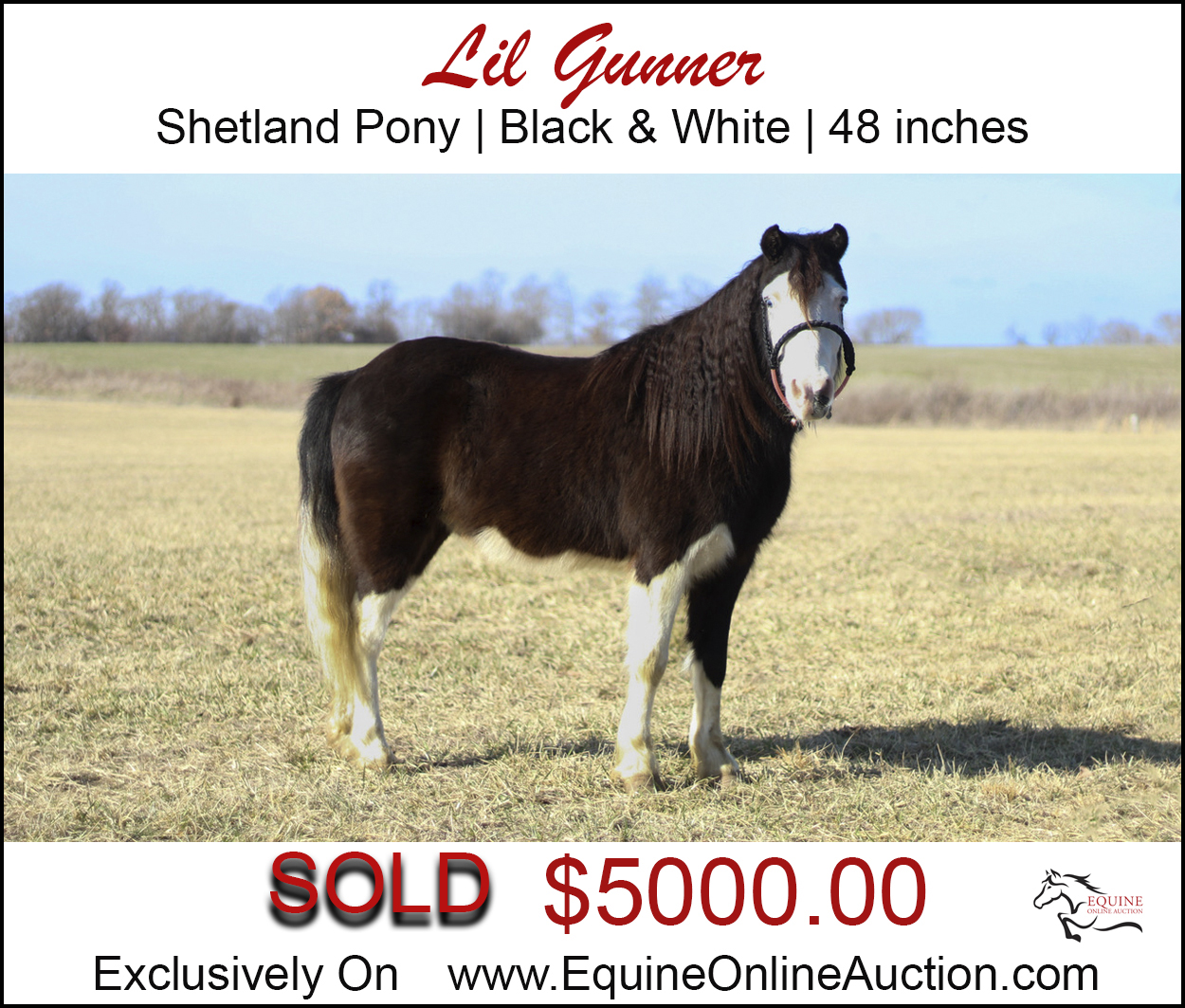 Equine Online Auction - Lil Gunner - Shetland Pony