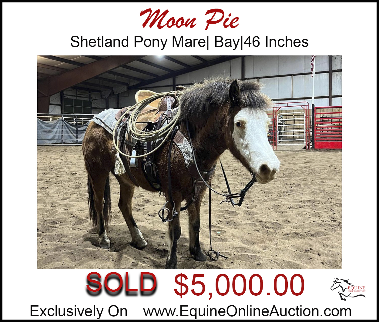Equine Online Auction - Moon Pie - Shetland Pony