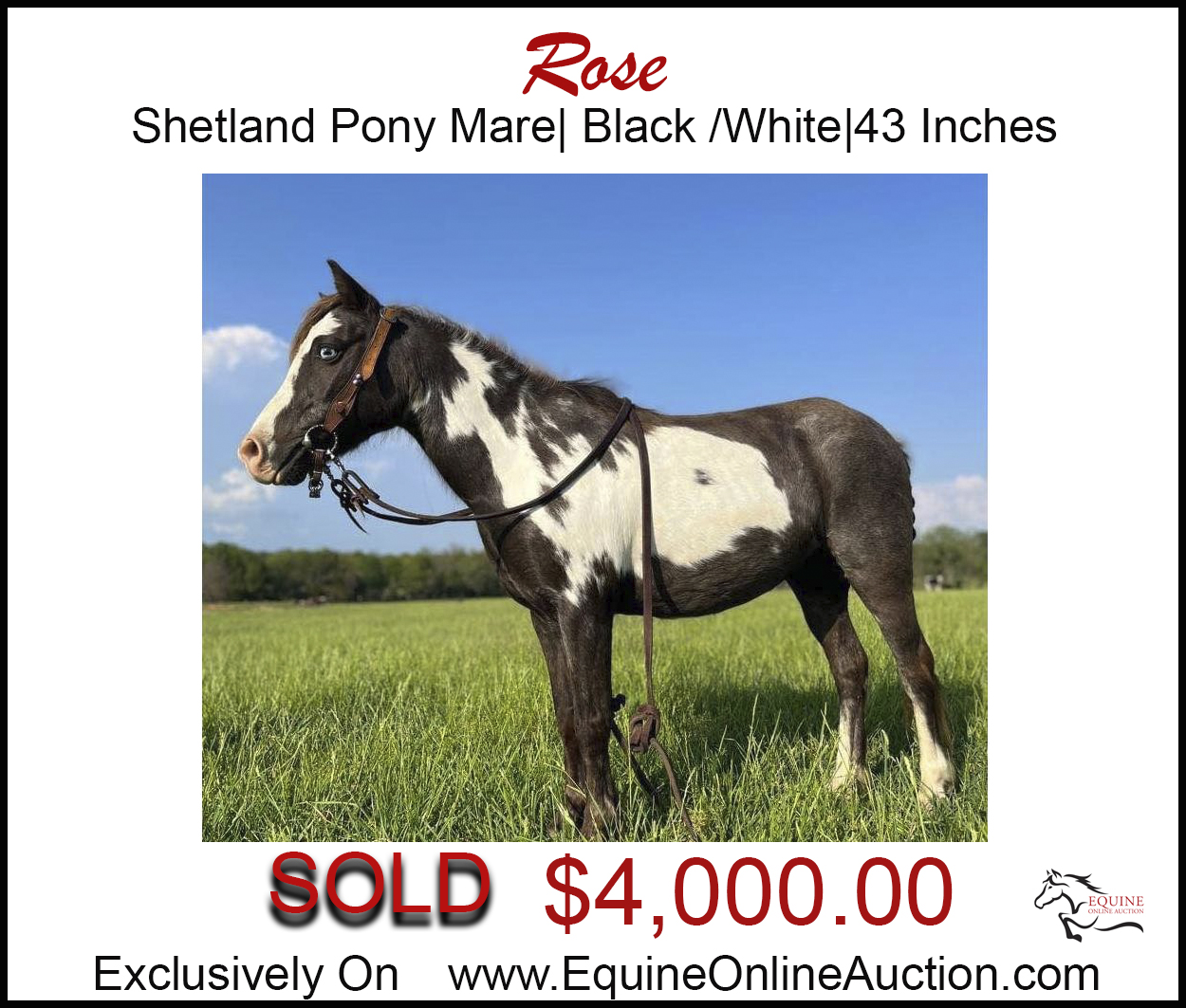 Equine Online Auction - Rose - Shetland Pony