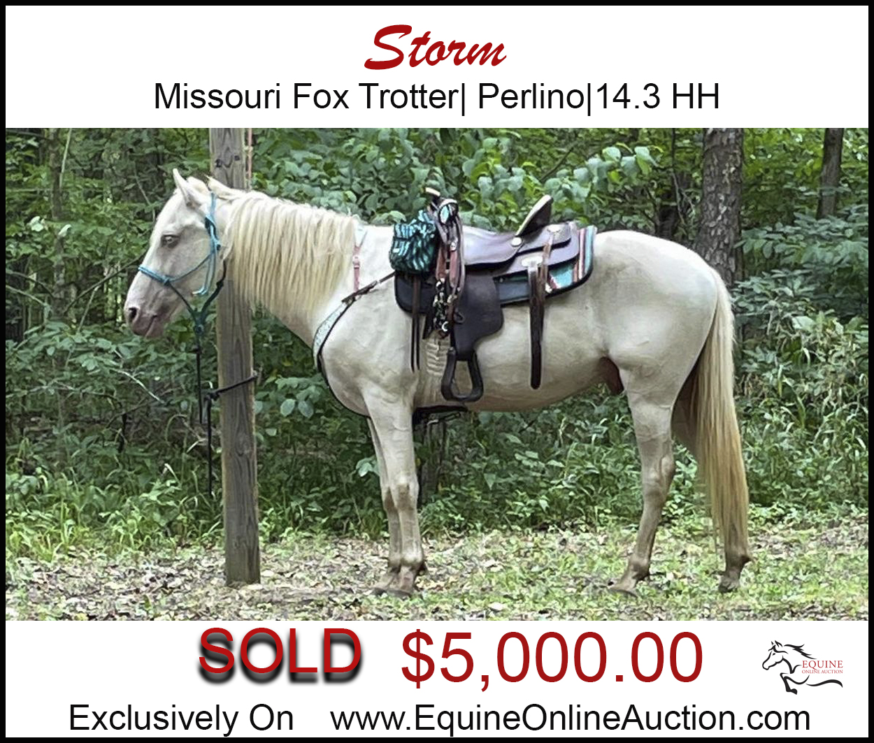 Equine Online Auction - Storm - Missouri Fox Trotter