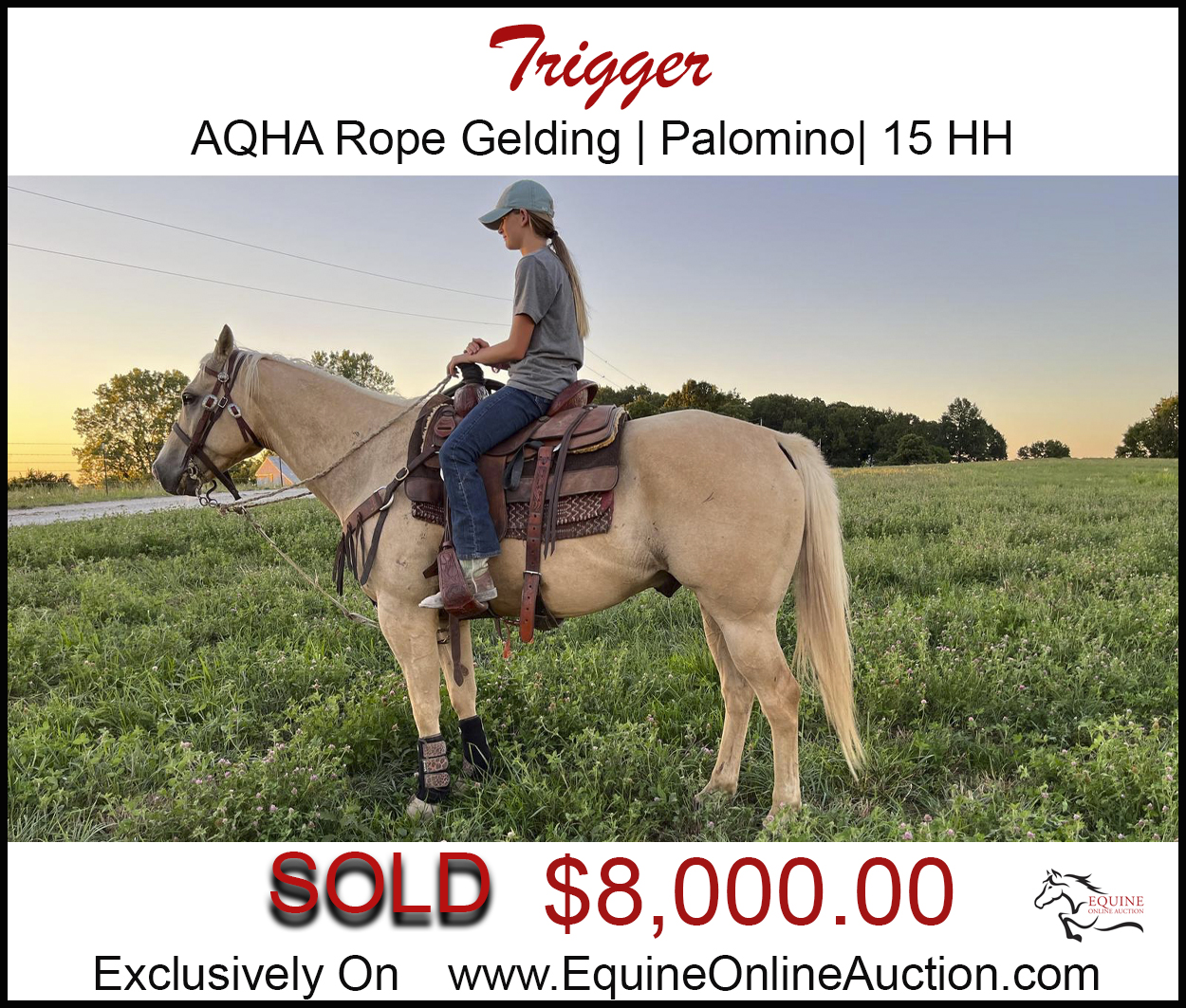Equine Online Auction - Trigger - Quarter Horse