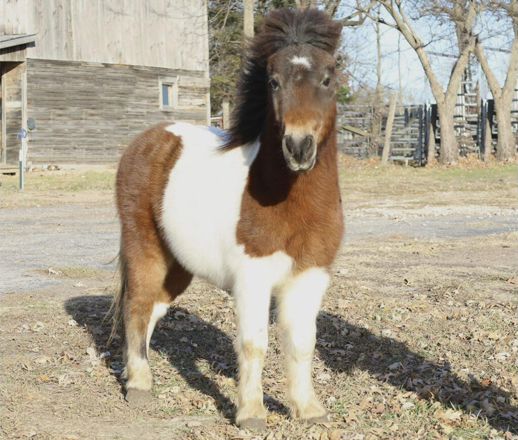 Equine Online Auction - Online Horse Auctions - USA