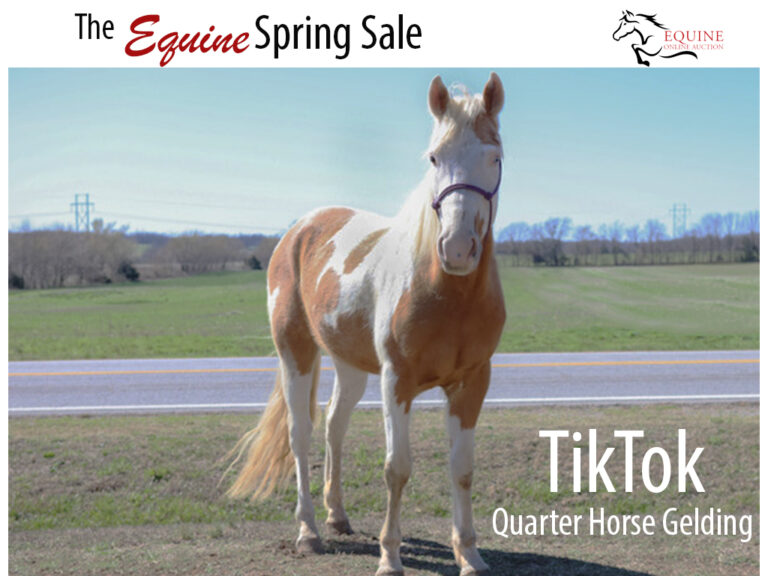 Equine Online Auction - Online Horse Auctions - USA