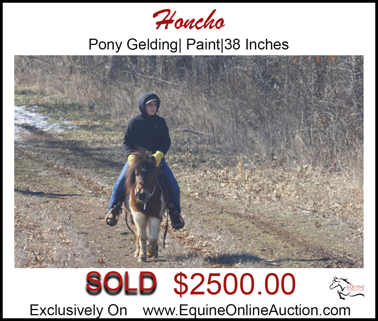 Horse Auction USA | Equine Online Auction