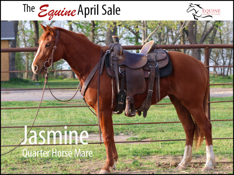 Horse Auction USA | Equine Online Auction