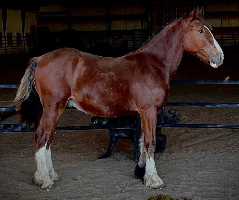 Horse Auction USA | Equine Online Auction